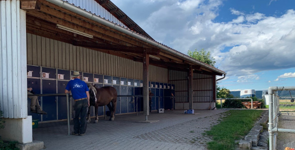 Pferde in der Herde - Unsere Hof